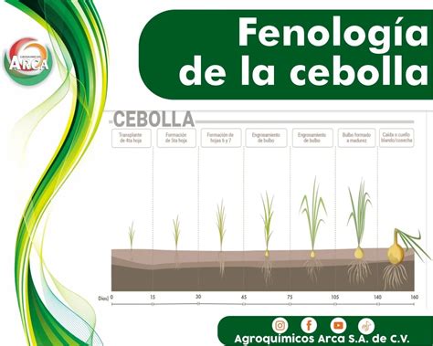 Agroquímicos Arca Sa De Cv Fenología De La Cebolla 🌱🧅👨🏻‍🌾 La