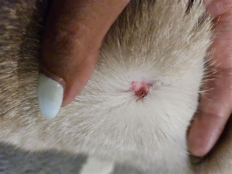 Found What Looks Like A Peeled Scab On The Back Of My Cats Neck R Cats