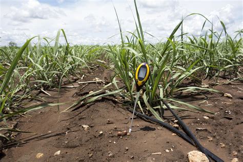 How To Acidify Soil In 4 Easy Steps A Green Hand
