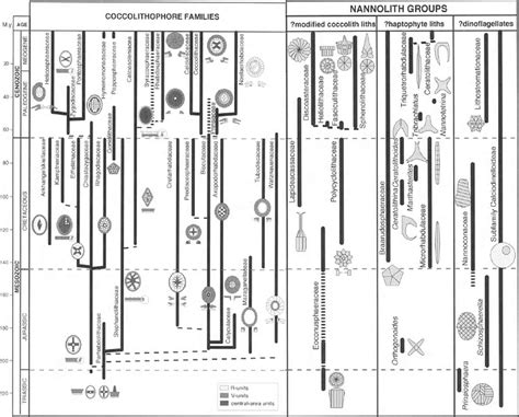Fossil Focus Calcareous Nannofossils The Best Things Are Microscopic Palaeontology[online]