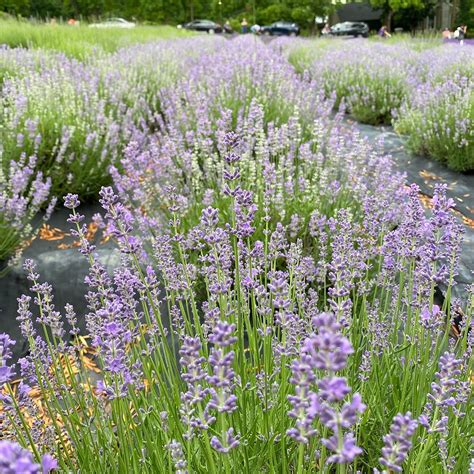 Peace Valley Lavender Farm All You Should Know Before Going 2026
