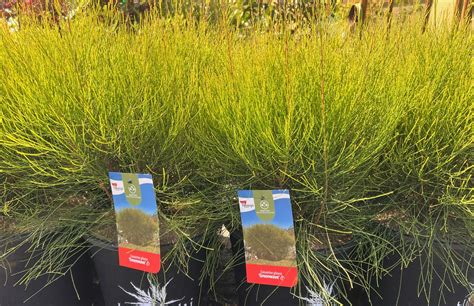 Casuarina Green Wave Pbr 10 Pot Hello Hello Plants