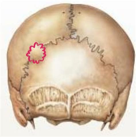 Bone Classifications Flashcards Quizlet