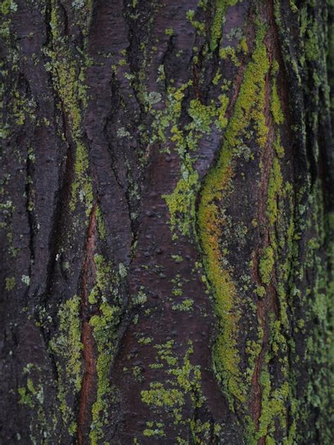 갈색 거친 경치 광야 껍질 꽃 꽃무늬 나무 나무 껍질 나무 껍질 질감 나무 둥치 나무 줄기 나뭇잎 녹색 녹지 매크로 배경 부식 삼림지대