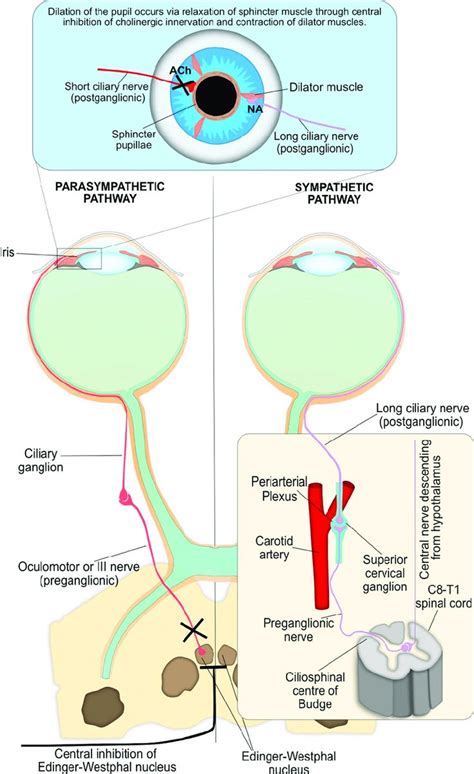 Understanding Pupil Dilation The Role Of Parasympathetic And