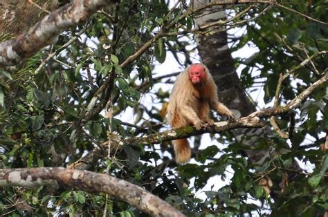 Bald Uakari Facts Characteristics Size Habitat And Pictures