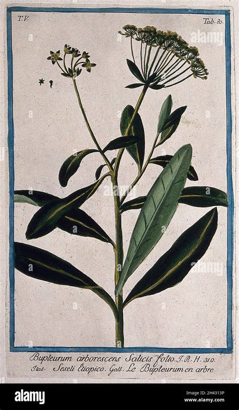 Bupleurum Arborescens Flowering And Fruiting Stem With Separate Flower