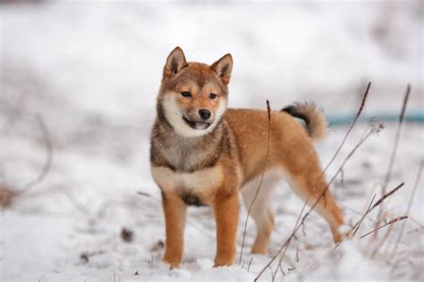 4 Shiba Inu Colors Markings And Variations With Pictures Hepper