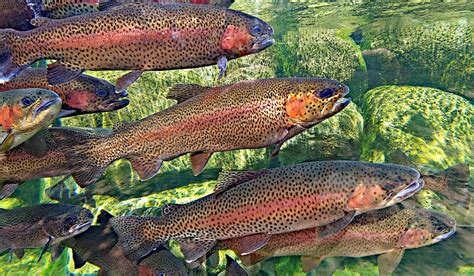 The 1 Way To Tell The Difference Between Steelhead Trout And Rainbow Trout