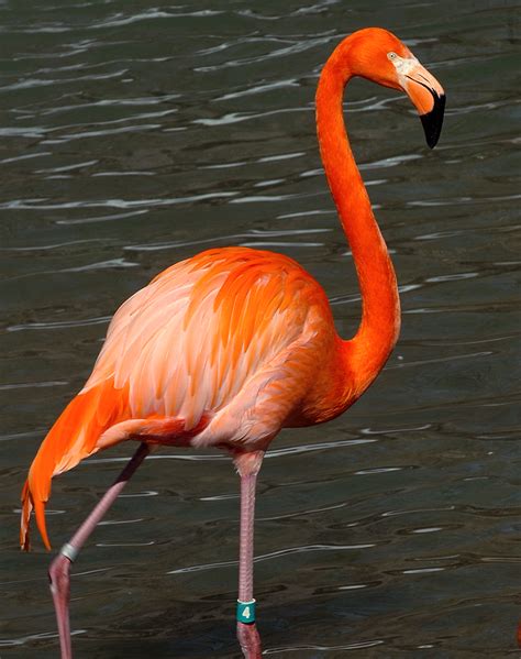 Flamingo Bird Basic Facts And Beautiful Pictures Beauty Of Bird Ikumen