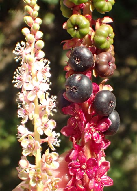 Mexican Pokeweed Phytolacca Heterotepala