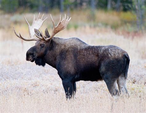Bull Moose Photograph By Max Waugh Fine Art America