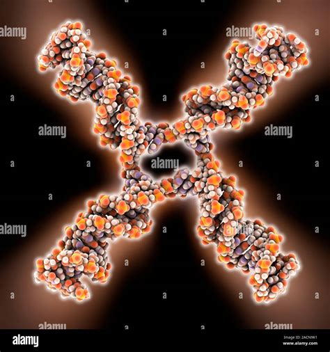 Dna Holliday Junction Molecular Model Of A Holliday Junction Centre