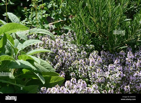 Raised Bed For Culinary Herbs Rosemary Thyme Flowering Oregano And