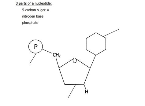 Exam Draw A Nucleotide And Label All Parts See Lecture Notes Diagram Quizlet