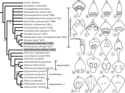 Strict Consensus Tree From Parsimony Cladistic Analysis Of Selected Download Scientific Diagram