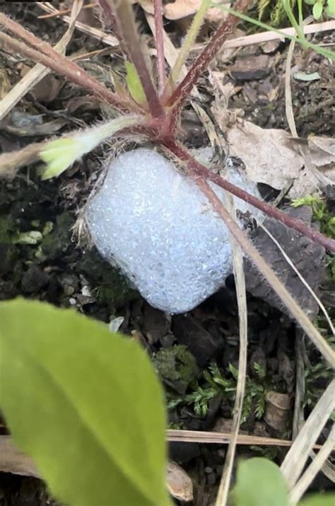 Is This A Frog Foam Nest R Frogs