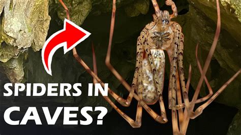 Giant Tasmanian Cave Spiders