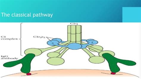 The Complement System The Classical Pathway Of Complement Activation