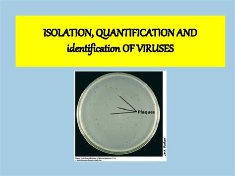 CHAPTER ISOLATION QUANTIFICATION AND Identification OF VIRUSES
