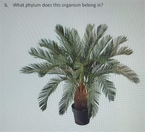 Solved 6 What Phylum Does This Organism Belong In 7