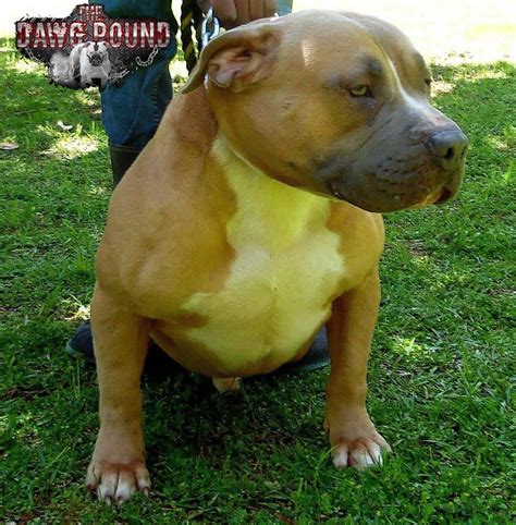 A Couple Of Pics Of Fat The Dawg Pound Productions