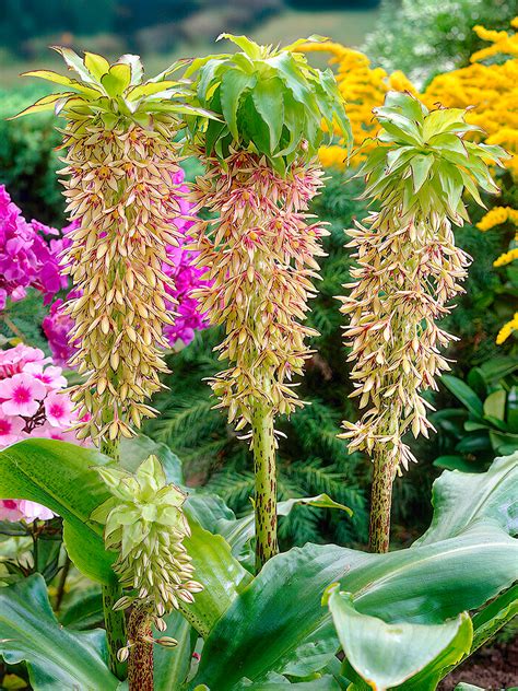 Eucomis Bicolor Pineapple Lily Dutchgrown™