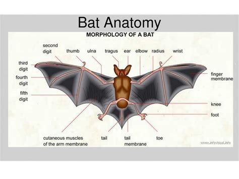 Ppt Bats Powerpoint Presentation Free Download Id6099226