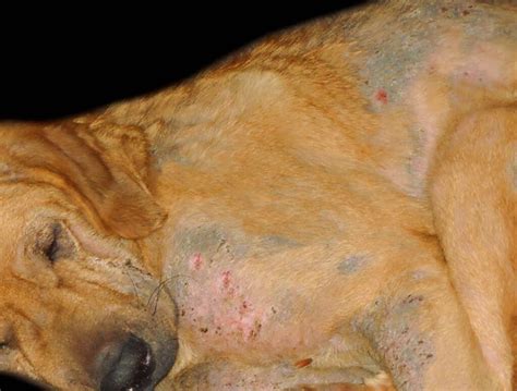 What Dog Mites Mange Look Like 16 Pictures