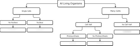 Diagram Of B4 1 Verification Classification And Inheritance Quizlet