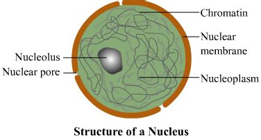Draw A Well Labelled Diagram Of Nucleus