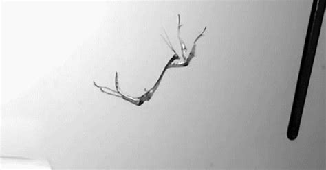 Mantis Strike Album On Imgur