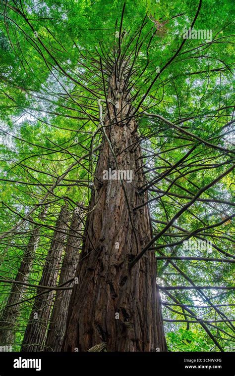 A Majestic Perspective Of Towering Redwoods Reaching Skyward Amidst Lush Foliage Showcasing The