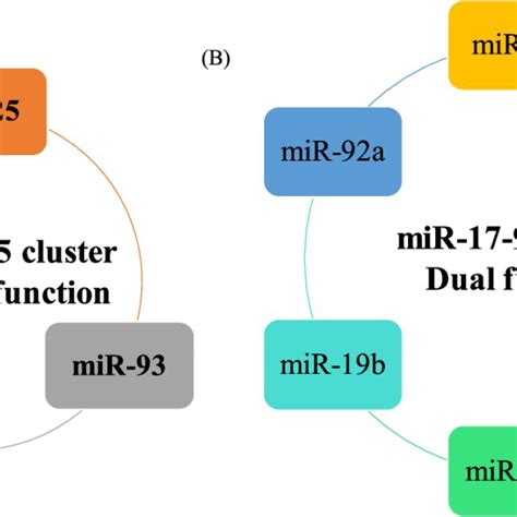 The Mir 17 92 Cluster Mir 106b Cluster And Their Members Download Scientific Diagram