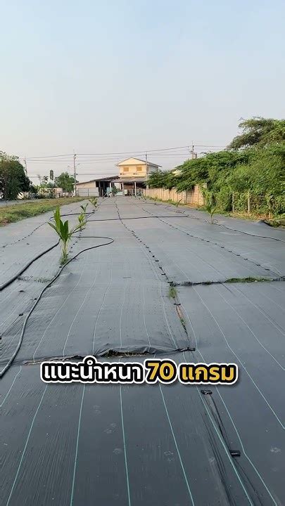 🌤️ หญ้าขึ้นเร็ว ดินแห้งไว พืชโตช้า Youtube