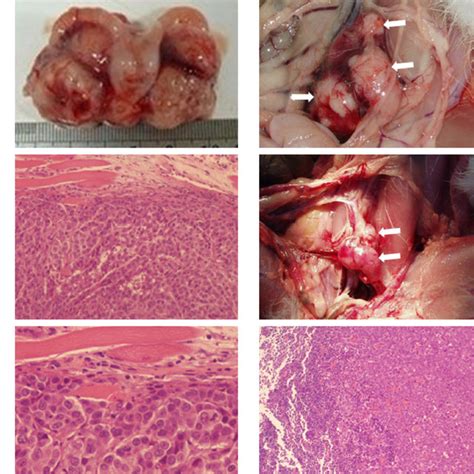 Representative Macroscopic And Histological Images Notes Cervix Of