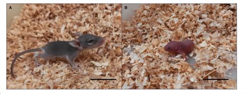 Spiny Mouse A And Mouse B Pups On The Day Of Birth Spiny Mice
