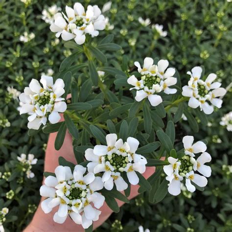 Iberis Sempervirens Purity Candy Tuft 35 Pot Little Prince Of