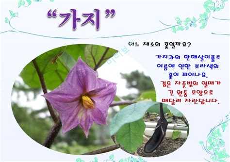텃밭에 꽃이 피었어요 채소꽃음성녹음 이야기나누기 상호작용 음성해설 텃밭프로젝트 채소프로젝트 꽃프로젝트 식물프로젝트 Ppt사범교육레포트