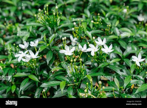 Jasminum Sambac Arabian Jasmine Or Sambac Jasmine Is A Species Of Jasmine Native To Tropical