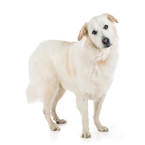 White Pyrenean Mountain Dog