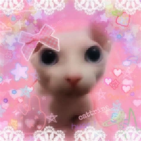 Bingus 🍭 Bingus Aesthetic Pink