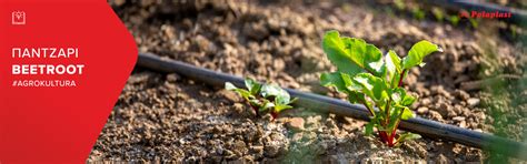 Beetroot Cultivation Characteristics And Irrigation Palaplast