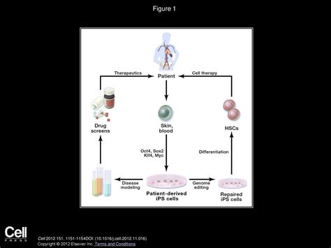 Cellular Alchemy And The Golden Age Of Reprogramming Ppt Download