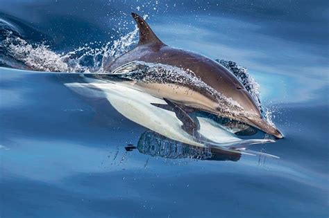 Common Dolphins And Dolphin Stampede Capt Daves Whale Watching