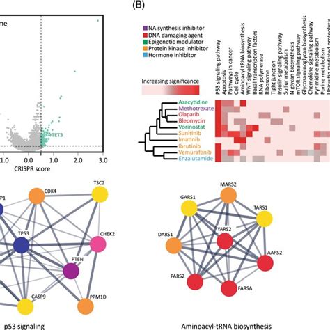 Analysis Of Human Embryonic Stem Cell Whole Genome Screens A Volcano