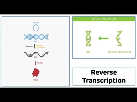 Reverse Transcription Process