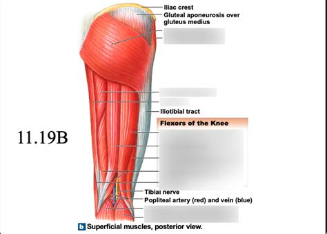 Anatomy Final Exam Figures Diagram Quizlet