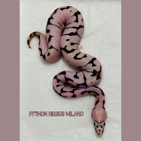 Scaleless Ball Python