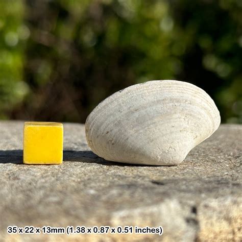 Bivalve Fossil Pliocene Period Indonesia Etsy